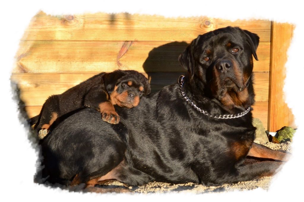 Accueil - Elevage des rotts de la baronnie - vente et réservation ...